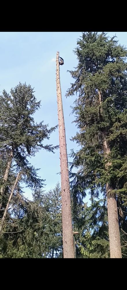 AMIGO TREE CARE & LANDSCAPING - Updated June 2024 - 10 Photos - 626 ...