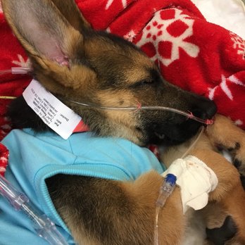 Animal Friends - 62 Photos & 47 Reviews - Animal Shelters - 562 Camp ...