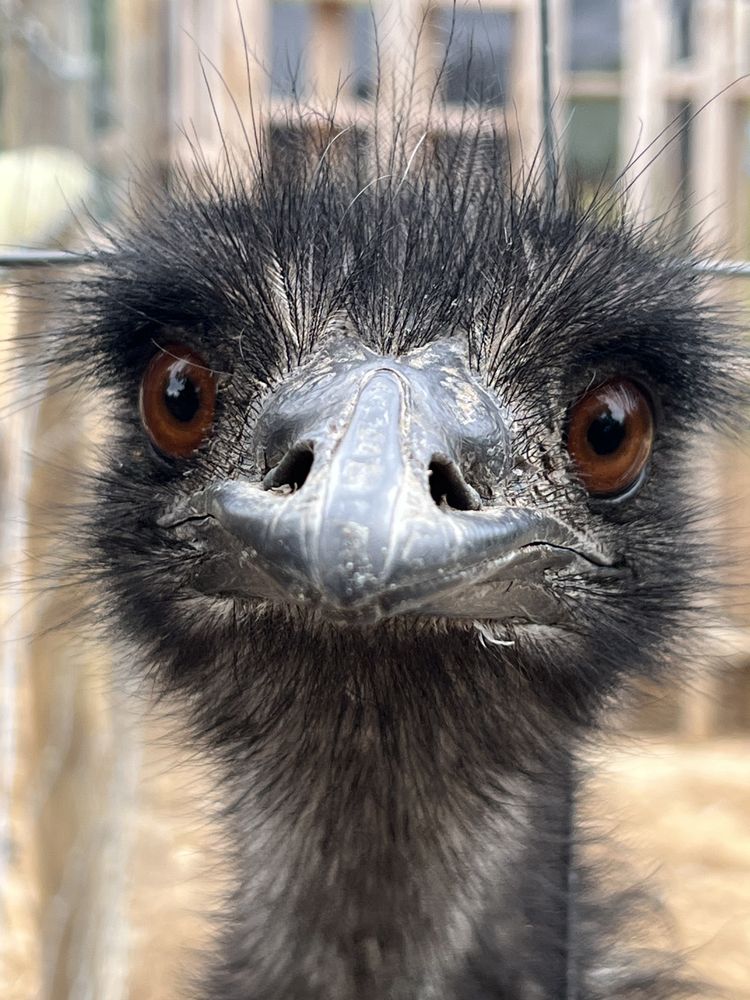 EMUZING HILL - Updated February 2025 - 11 Photos - 7201 Red Oak Blvd ...