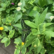 THE BUTTERFLY PLACE - 232 Photos & 80 Reviews - 120 Tyngsboro Rd ...
