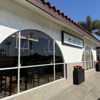 THE CAFFEINATED CAT CAFE - Updated October 2025 - 48 Photos & 21 ...