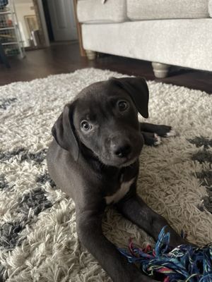 SAN ANTONIO PETS ALIVE! - Updated May 2026 - 10 Photos & 26 Reviews ...