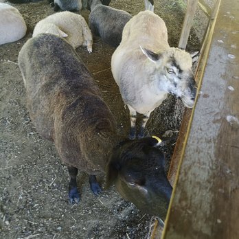 MAPLEWOOD FARM - Updated May 2024 - 252 Photos & 44 Reviews - 405 ...