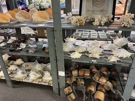 DISCOVERY SEASHELL MUSEUM - Updated October 2025 - 18 Photos - 2721 ...