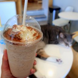 CAT CAFE ON WHYTE - Updated June 2026 - 187 Photos & 49 Reviews - 10111 ...