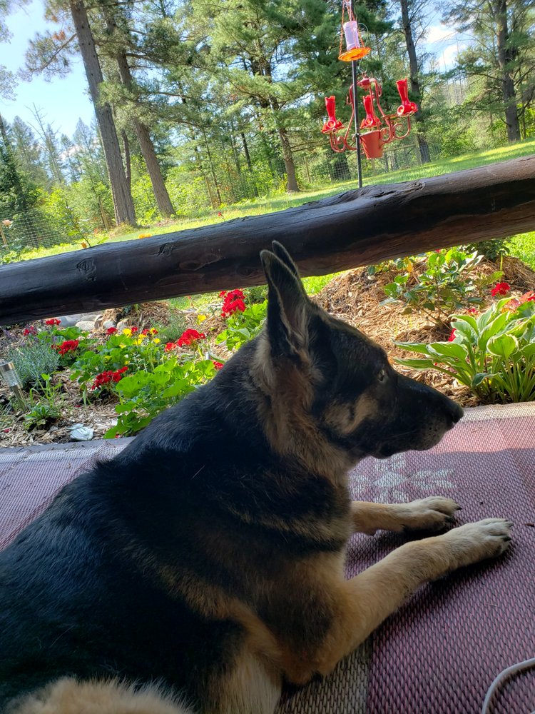 ALCONA ANIMAL CLINIC - Updated December 2025 - 10 Reviews - 411 Millen ...