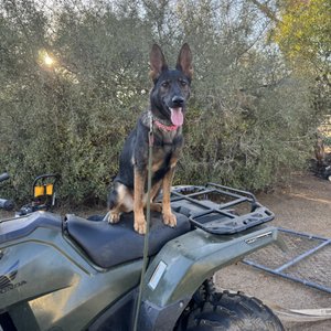 ALL-AMERICAN K-9 DOG TRAINING - Updated June 2025 - 534 Photos & 268 ...