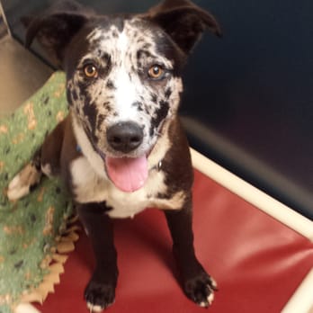 WHATCOM HUMANE SOCIETY - Updated December 2025 - 124 Photos & 43 ...