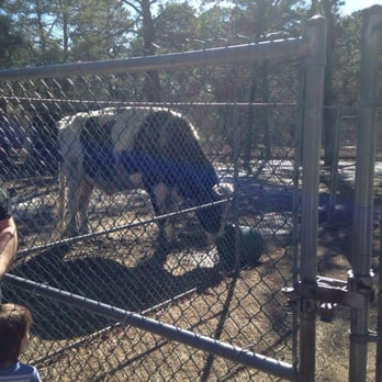 POPCORN PARK ZOO - 255 Photos & 128 Reviews - Humane Way, Forked River ...