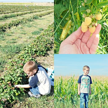 BERRY PATCH FARMS - Updated October 2025 - 47 Photos & 42 Reviews ...