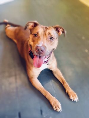 SEATTLE ANIMAL SHELTER - Updated December 2025 - 47 Photos & 101 ...