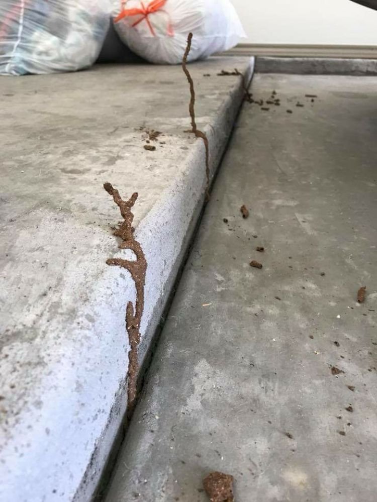 COMPASS PEST MANAGEMENT - Updated March 2025 - 80 Photos & 92 Reviews ...