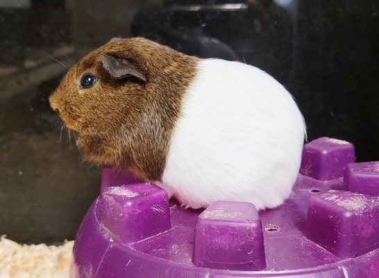 JUNGLE EXOTIC PETS & LIVE BAIT - Updated December 2025 - 21 Photos & 11 ...