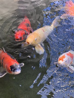 COMMUNITY HOSPITAL OF THE MONTEREY PENINSULA - 108 Photos & 222 Reviews ...