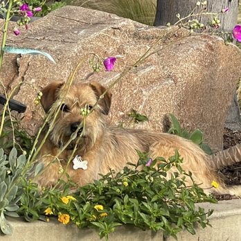 NOHL RANCH ANIMAL HOSPITAL - Updated October 2024 - 80 Photos & 255 ...