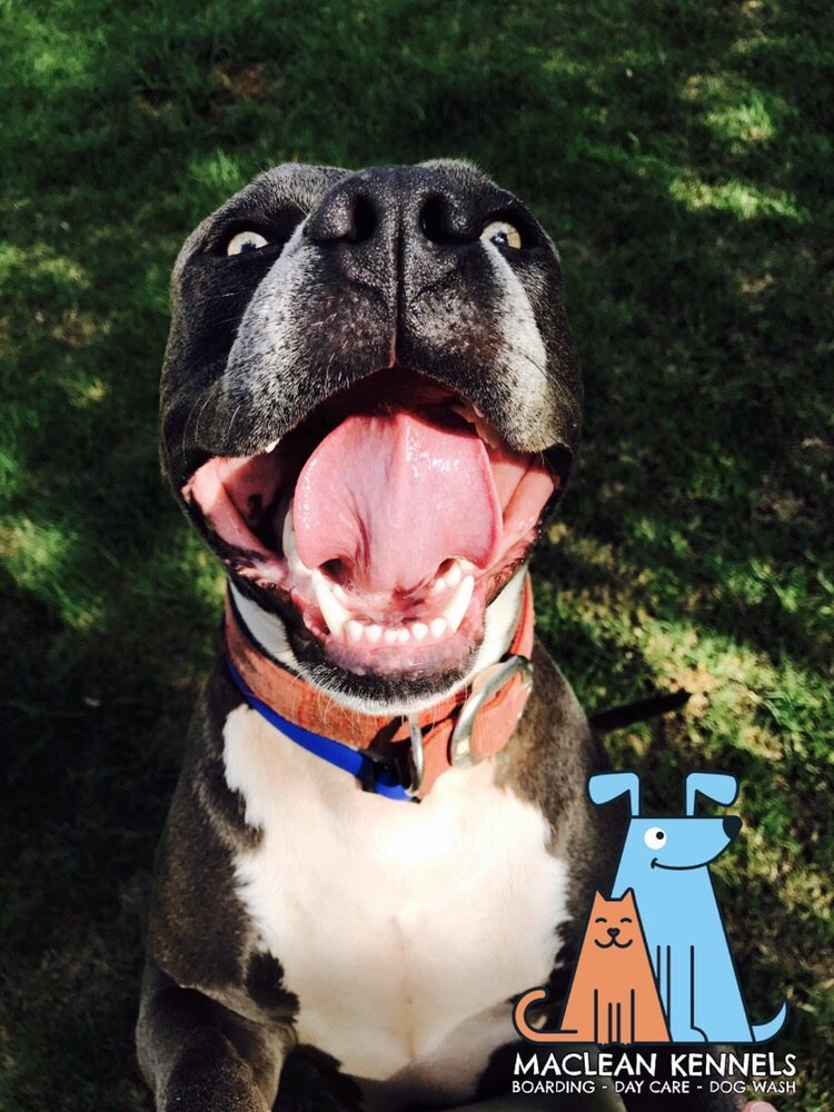 MACLEAN KENNELS AND CATTERY - Updated July 2025 - 314 Martins Point Rd ...