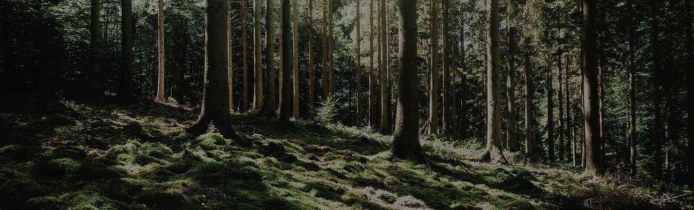 EMMANUEL TREE EXPERTS - Updated July 2025 - Request a Quote - 15 Photos ...