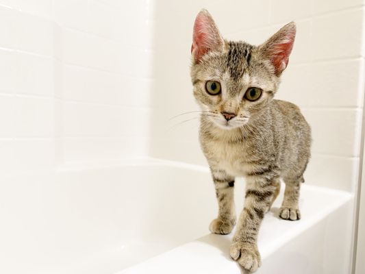 NEVADA HUMANE SOCIETY - 156 Photos & 120 Reviews - 2825 Longley Ln ...