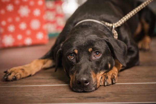 HOUSTON HUMANE SOCIETY - 205 Photos & 147 Reviews - 14700 Almeda Rd ...