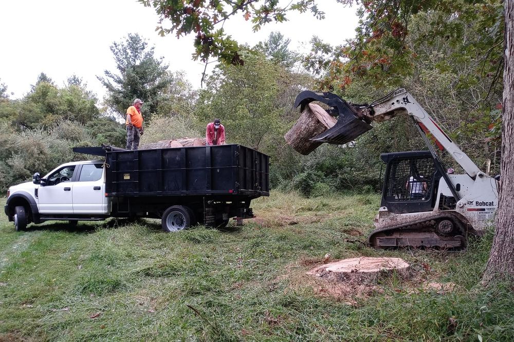 BURKE TREE SERVICES - Updated November 2024 - Burke, Virginia - Tree ...