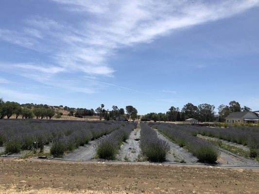 CAPAY VALLEY LAVENDER - Updated May 2025 - 32 Photos - 20472 Co Rd 79 ...