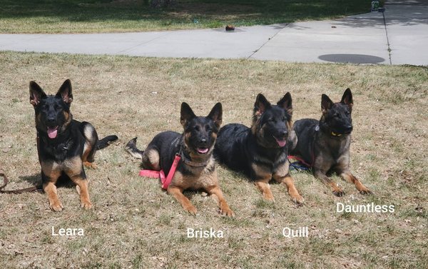 HIGH DEFINITION K9 - Updated April 2025 - 1130 E S Weber Dr, South ...