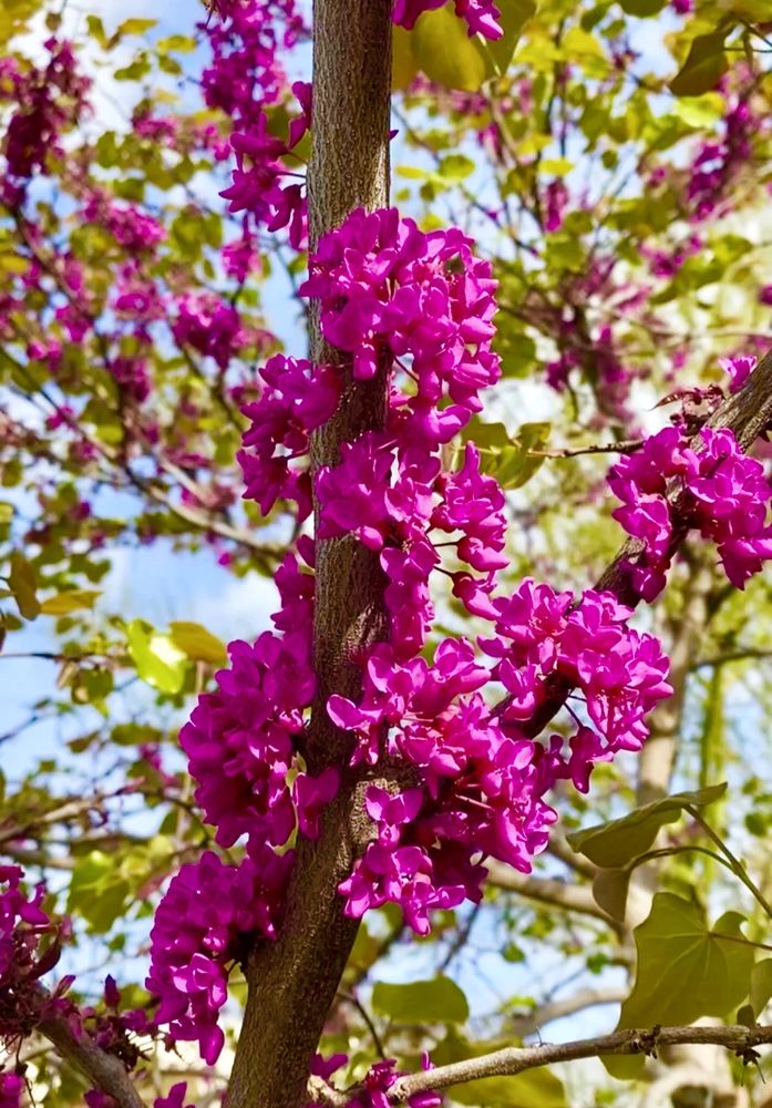 FULLERTON PUBLIC LIBRARY - 53 Photos & 96 Reviews - 353 W Commonwealth ...