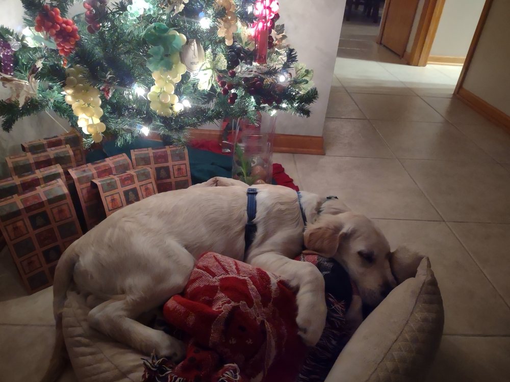 BLUE RIDGE GOLDEN RETRIEVERS - Updated May 2025 - 21 Photos - Galax ...