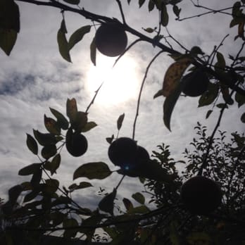 LONE MAPLE FARM - Updated January 2026 - 23 Photos & 16 Reviews - 2001 ...