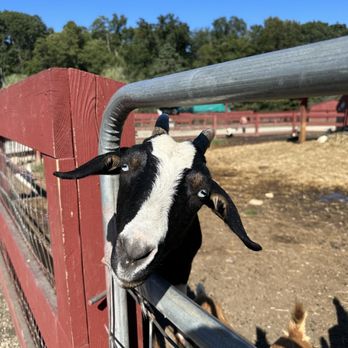 SILVERMAN’S FARM - Updated September 2025 - 187 Photos & 139 Reviews ...