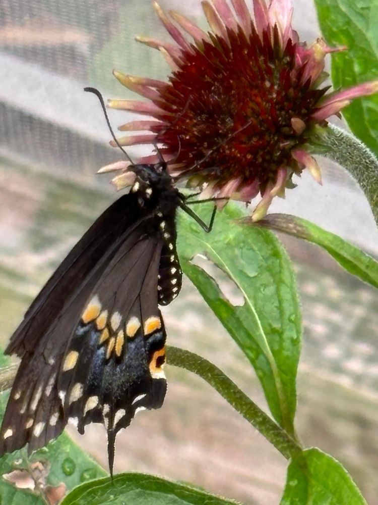 PORT AUSTIN BUTTERFLY HOUSE AND GARDEN - Updated July 2025 - 29 Photos ...