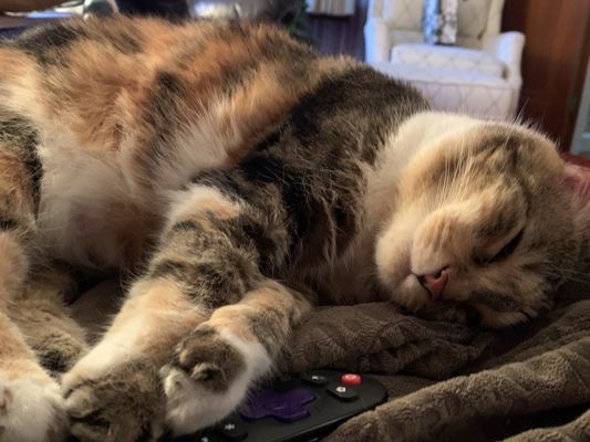 WAYNE COUNTY HUMANE SOCIETY - Updated December 2025 - 1161 ...