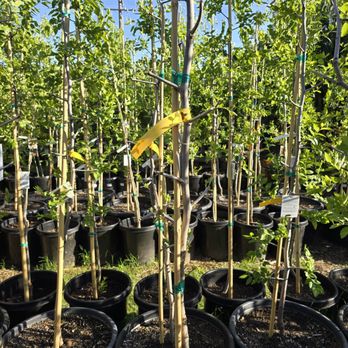 TREES OUTLET - Updated December 2025 - 63 Photos & 23 Reviews - 9149 ...