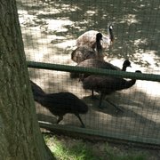 THE ZOO IN FOREST PARK & EDUCATION CENTER - 52 Photos & 21 Reviews ...