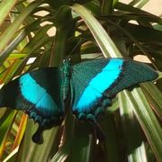 THE SMITHSONIAN BUTTERFLY HABITAT GARDEN - 53 Photos & 13 Reviews ...