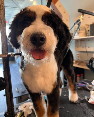 SNIP DOGGY DOG - Updated August 2025 - 16 Photos & 36 Reviews - 237 ...