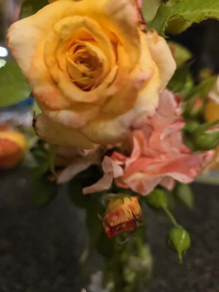 KIMBERLY BRUNER - Updated September 2024 - 56 S Forrest St, York ...