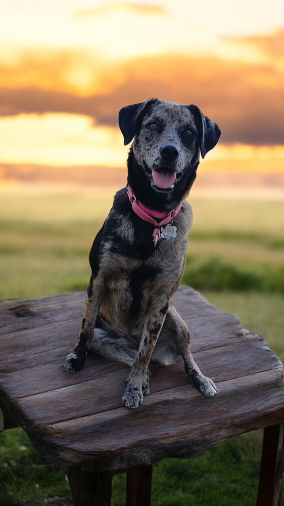 BEST DOGGY DAYCARE AND HOTEL - Updated October 2025 - 19 Photos - 2012 ...