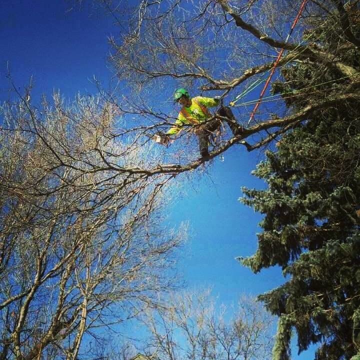 SECOND NATURE TREE CARE - Updated July 2025 - 1836 6A Ave N, Lethbridge, Alberta - Tree Services ...