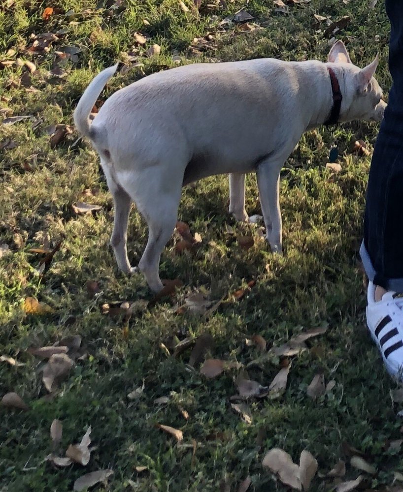 CITY OF KATY DOG PARK - 36 Photos & 30 Reviews - Dog Parks - 5414 Franz ...