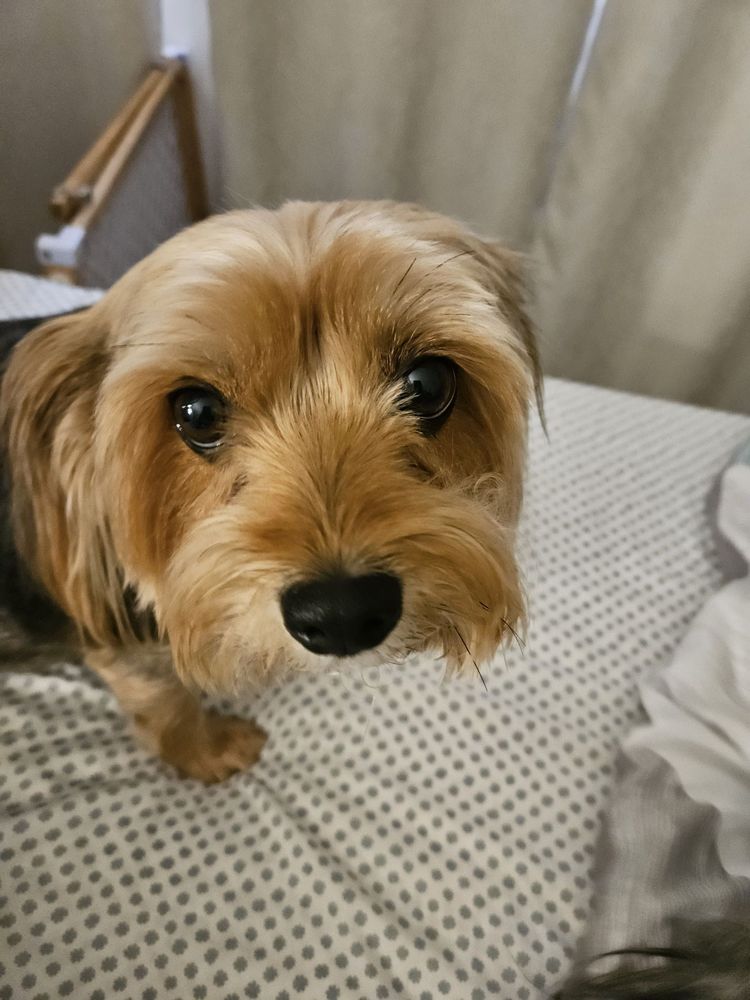 MAGICAL PRETTY PETS MOBILE - Updated July 2025 - Hemet, California ...