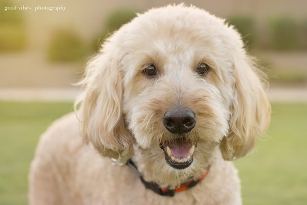 GOOD VIBES PHOTOGRAPHY - Updated December 2025 - Gilbert, Arizona - Pet ...