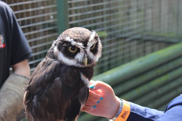 HOO FARM ANIMAL KINGDOM - Updated July 2025 - 69 Photos - Hoo Farm ...