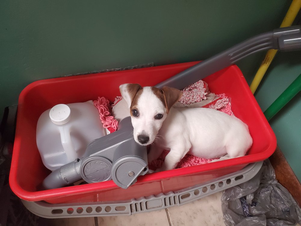 PRIVILEGED CRITTERS ANIMAL HOSPITAL - 55 Photos & 16 Reviews - 1004 W ...