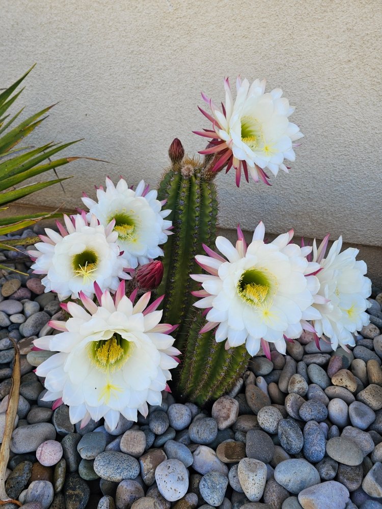 TRIPS EXTERMINATING - Updated January 2026 - 111 Photos & 101 Reviews ...