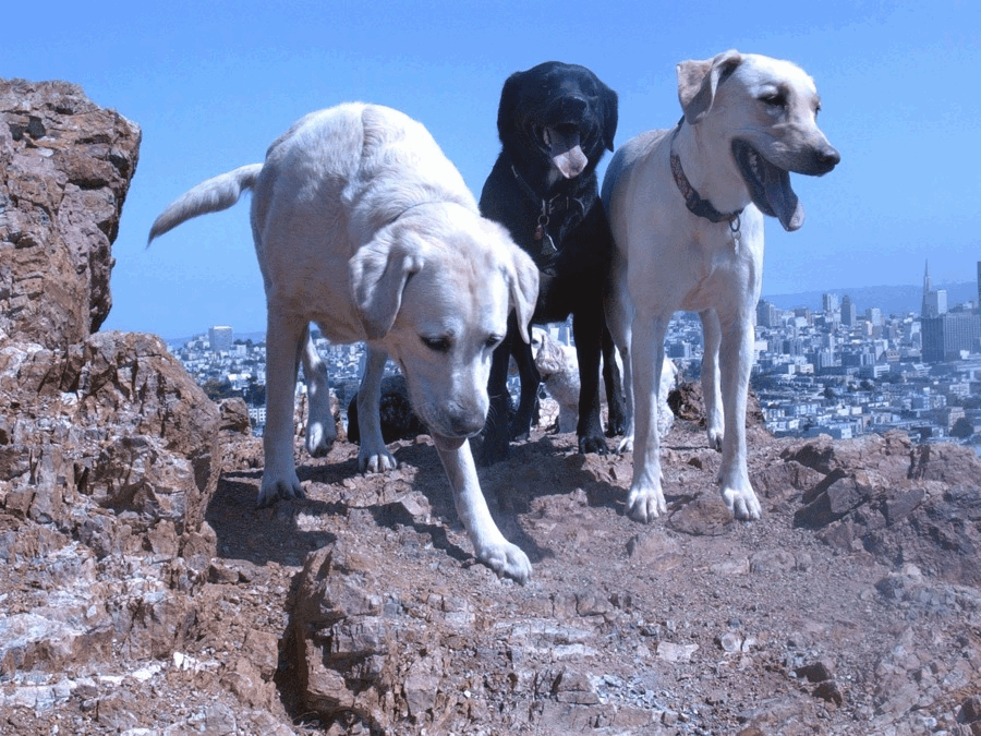 DOG POSSE - Updated January 2025 - 16 Photos & 11 Reviews - 131 Santa ...