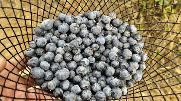 BIG L RANCH - Updated October 2025 - 88 Photos & 12 Reviews - 20899 Ave ...