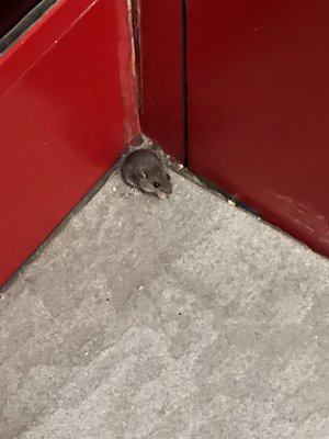 MJR BRIGHTON CINEMA - Updated July 2025 - 49 Photos & 57 Reviews - 8200 ...