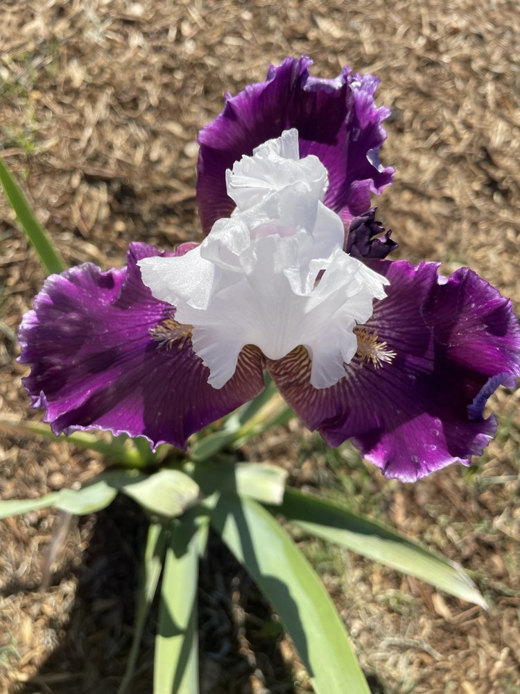 BLOOMER-RANG IRIS FARM - Updated September 2025 - 20 Photos - 9424 S ...