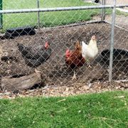 FOREST VIEW FARMS - 56 Photos & 42 Reviews - 16717 Lockwood Ave, Tinley ...